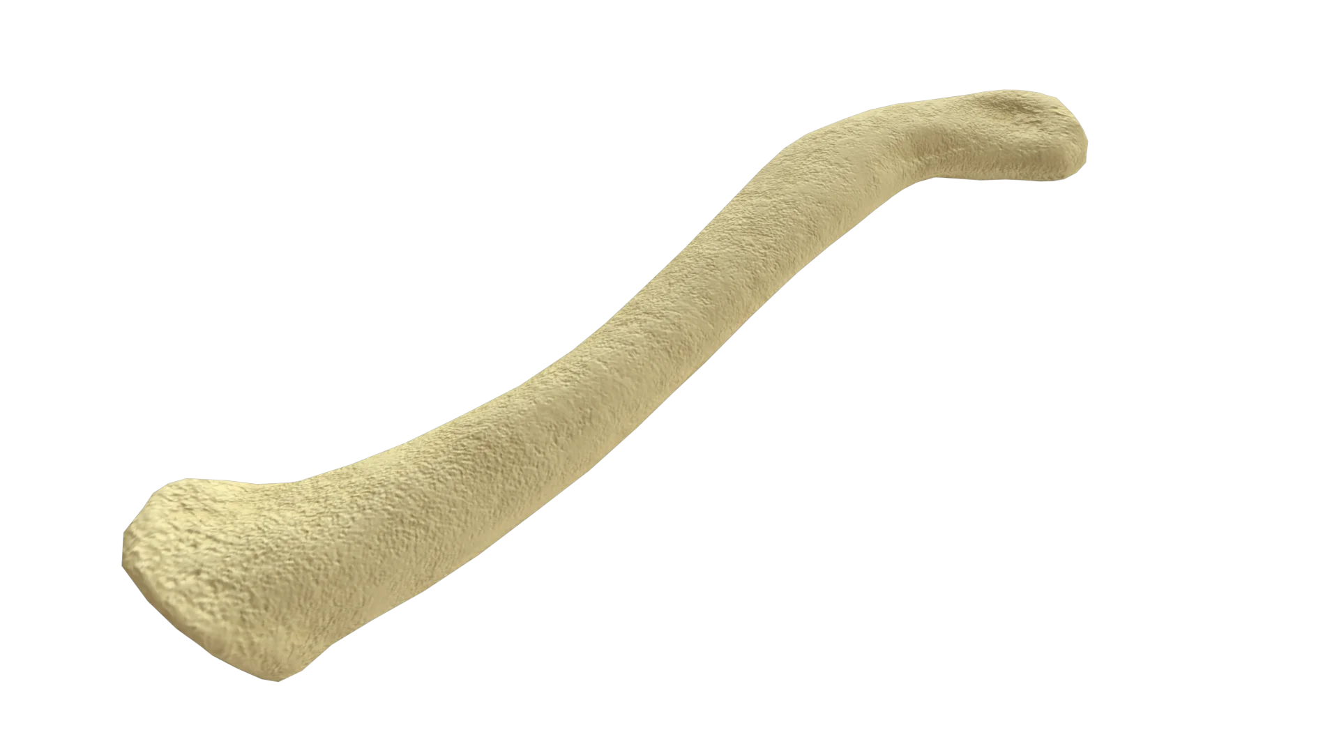 3D Anatomy Model of Clavicle (Left) | VOKA